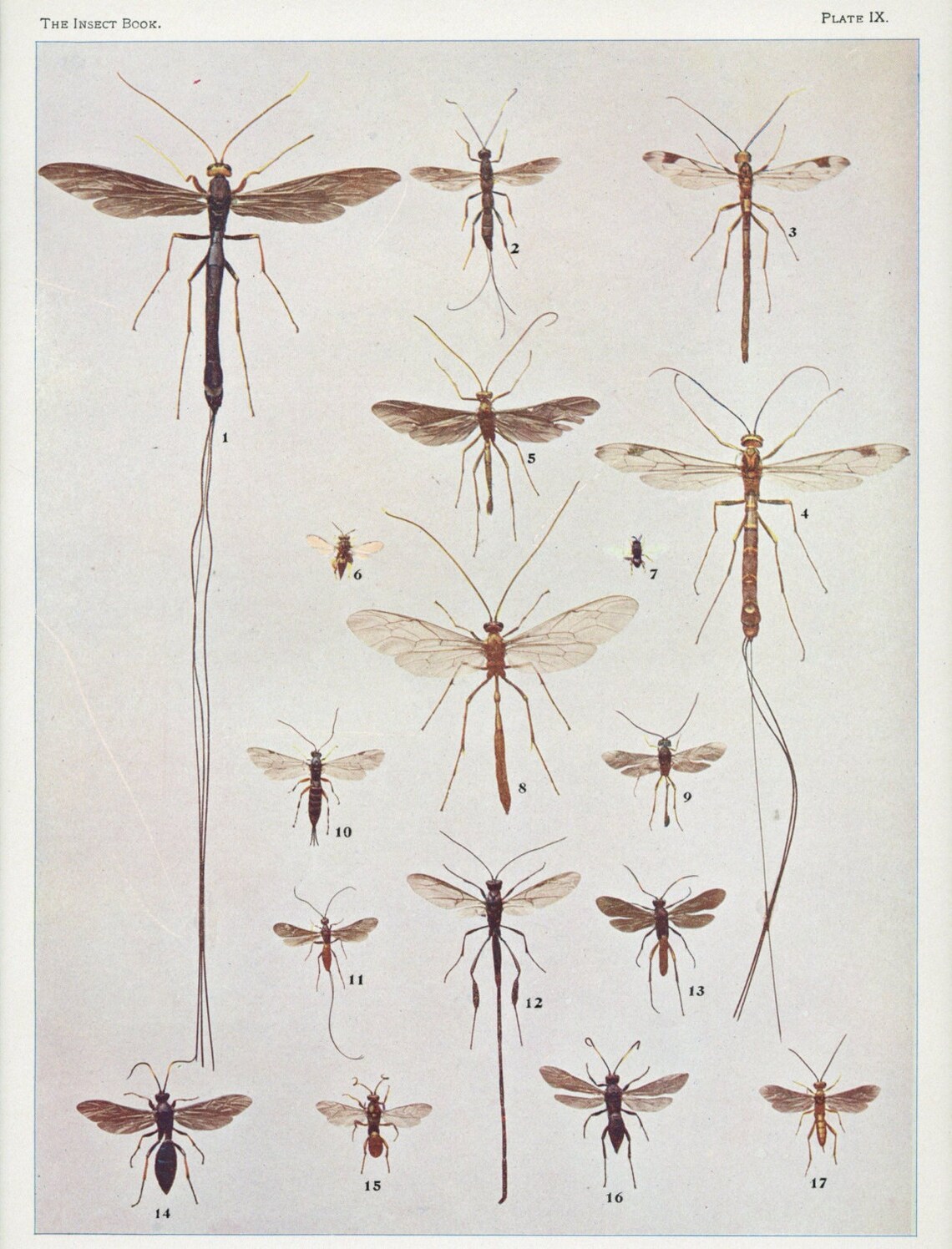 1903 Antique Ichneumon Flies and Chalcis Flies Entomology Insect Print ...