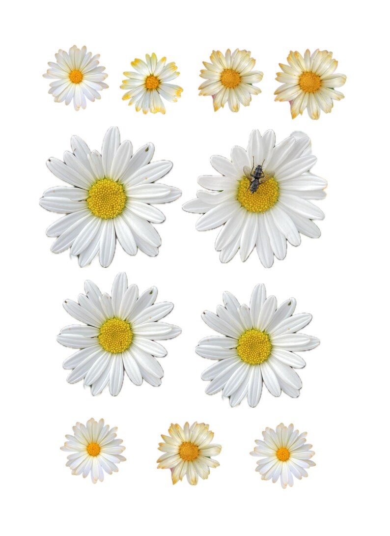 White Daisies Printable Stickers Digital Download - Etsy