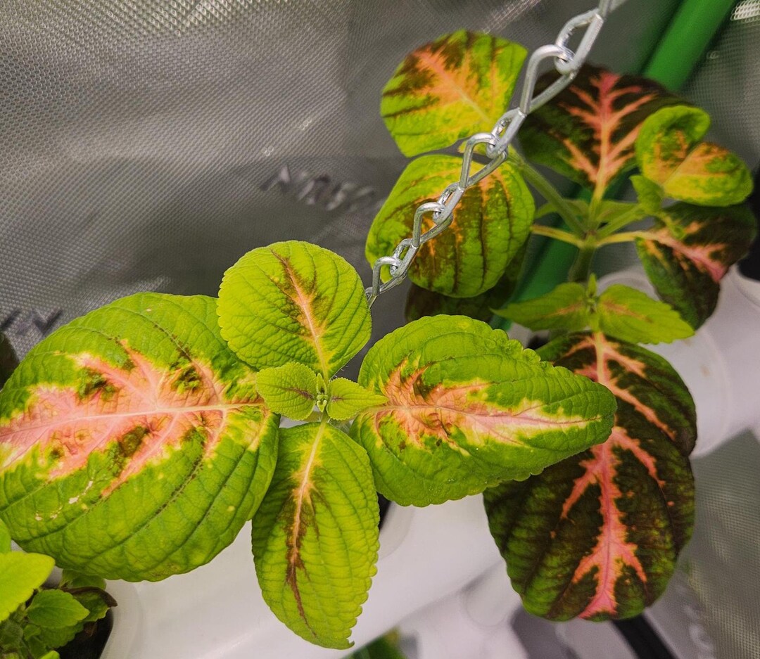 Bareroot Live Coleus Plants, Burgundy, Green, Pink Variegated Coleus ...
