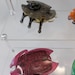 Mcdonald's - Set of 6 Hexbugs - Hex Bugs - Happy Meals Toys - 3.75 ...