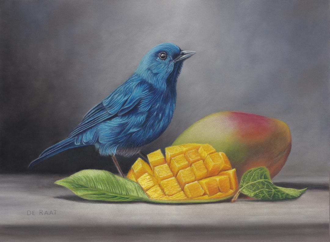 Blue Bird and Mango. 15 X 11" Original Coloured Pencil Drawing on ...
