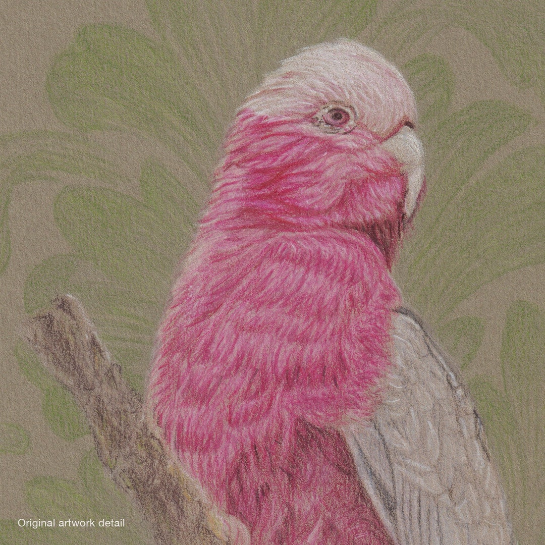 Galah on Green Olive. 8" X 10" Original Coloured Pencil Drawing. Giclée ...