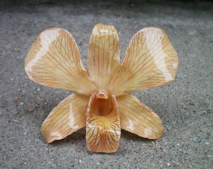 REAL Natural Camel and Brown ORCHID Pendant and Pin - Etsy
