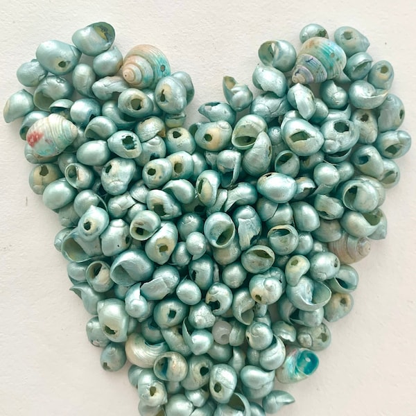 Trochus Shell - Etsy