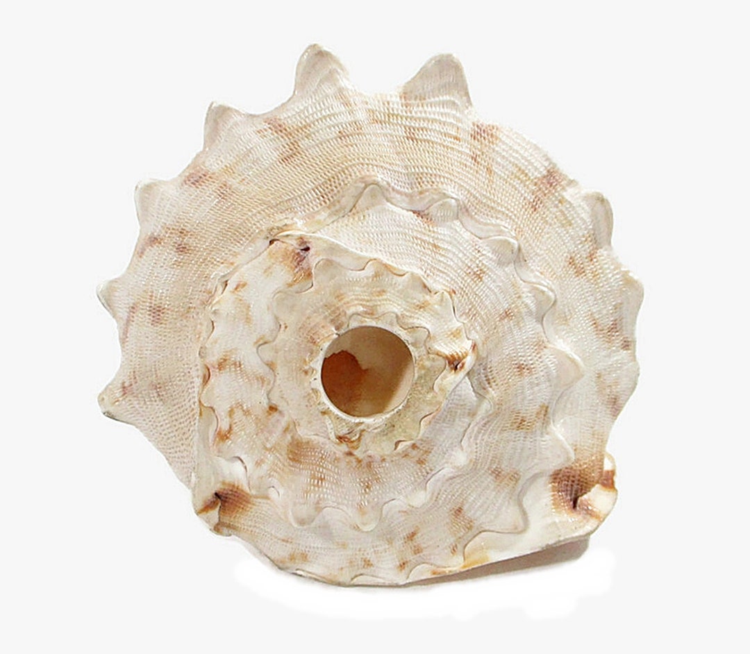 Large Seashell Queen Horned Tiger Striped Conch Sea Shell Natural Ocean ...