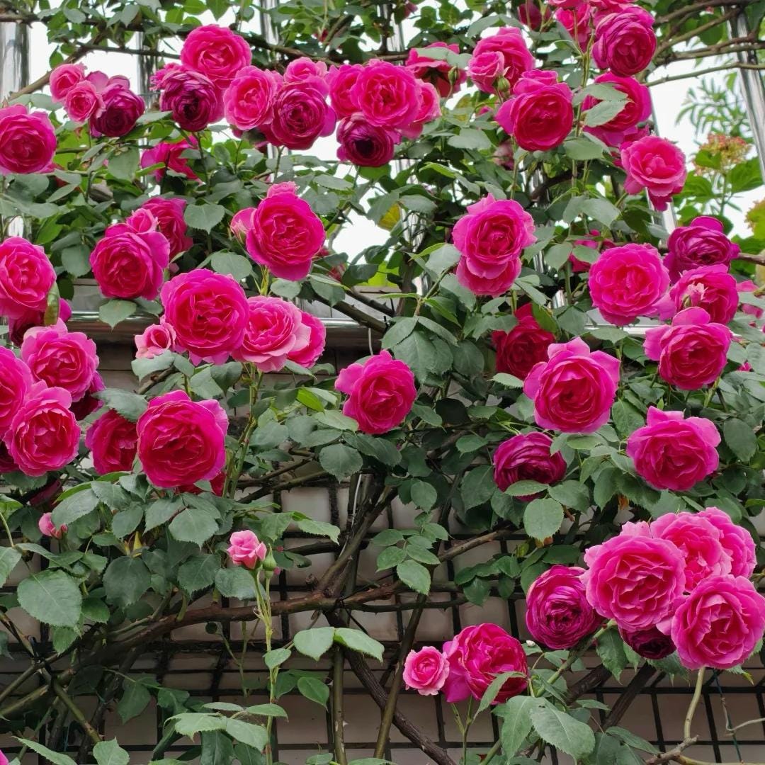 Garden Parade Rose Seeds, Rattan Roses, Fast Growth Rate,non-gmo Seeds ...