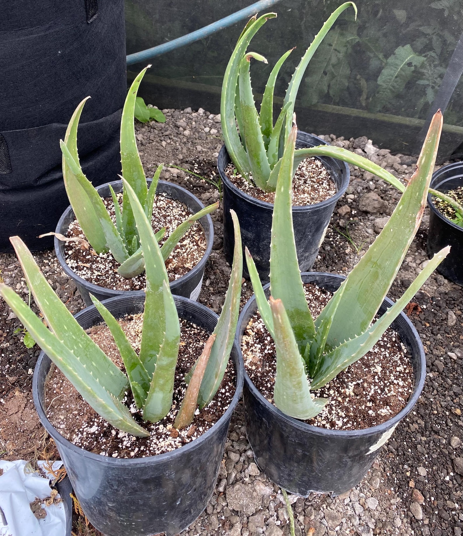 Aloe Vera Barbadensis Succulent: Soothing Gel, Easy Care Plant - Etsy