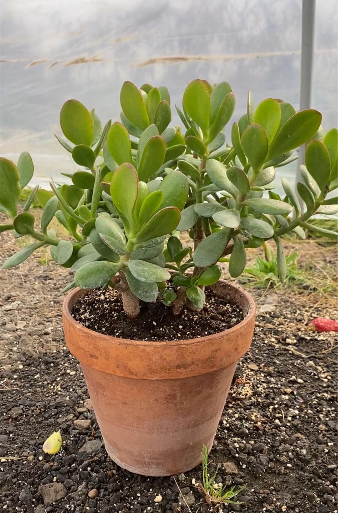 Jade Plant, Crassula Ovata Succulent - Etsy