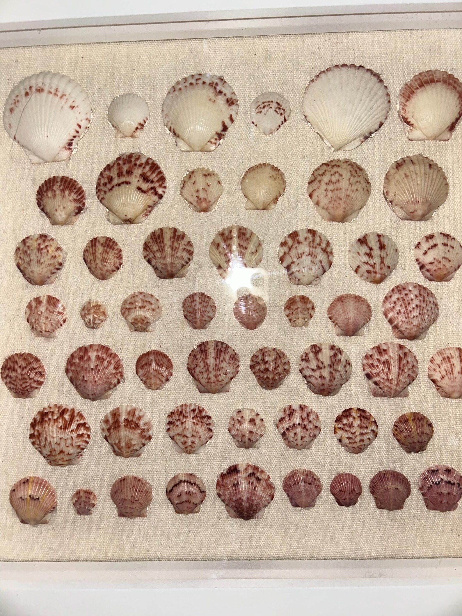 Unique Scallop Shell Mosaic From Florida Gulf Coast Seashells in White ...
