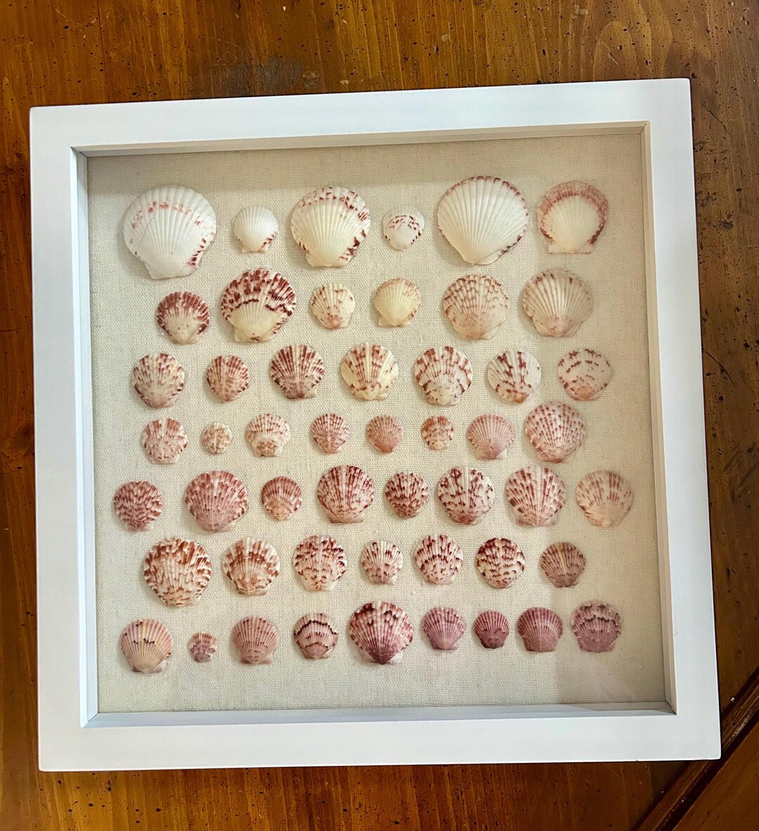 Unique Scallop Shell Mosaic From Florida Gulf Coast Seashells in White ...
