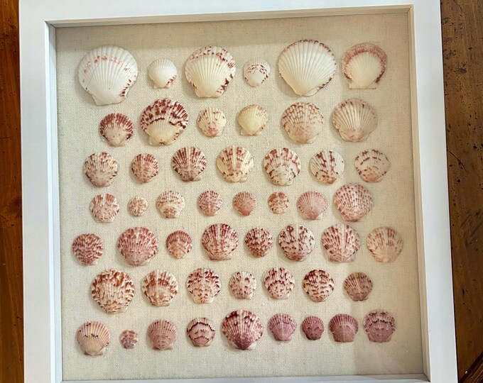 Unique Scallop Shell Mosaic From Florida Gulf Coast Seashells in White ...