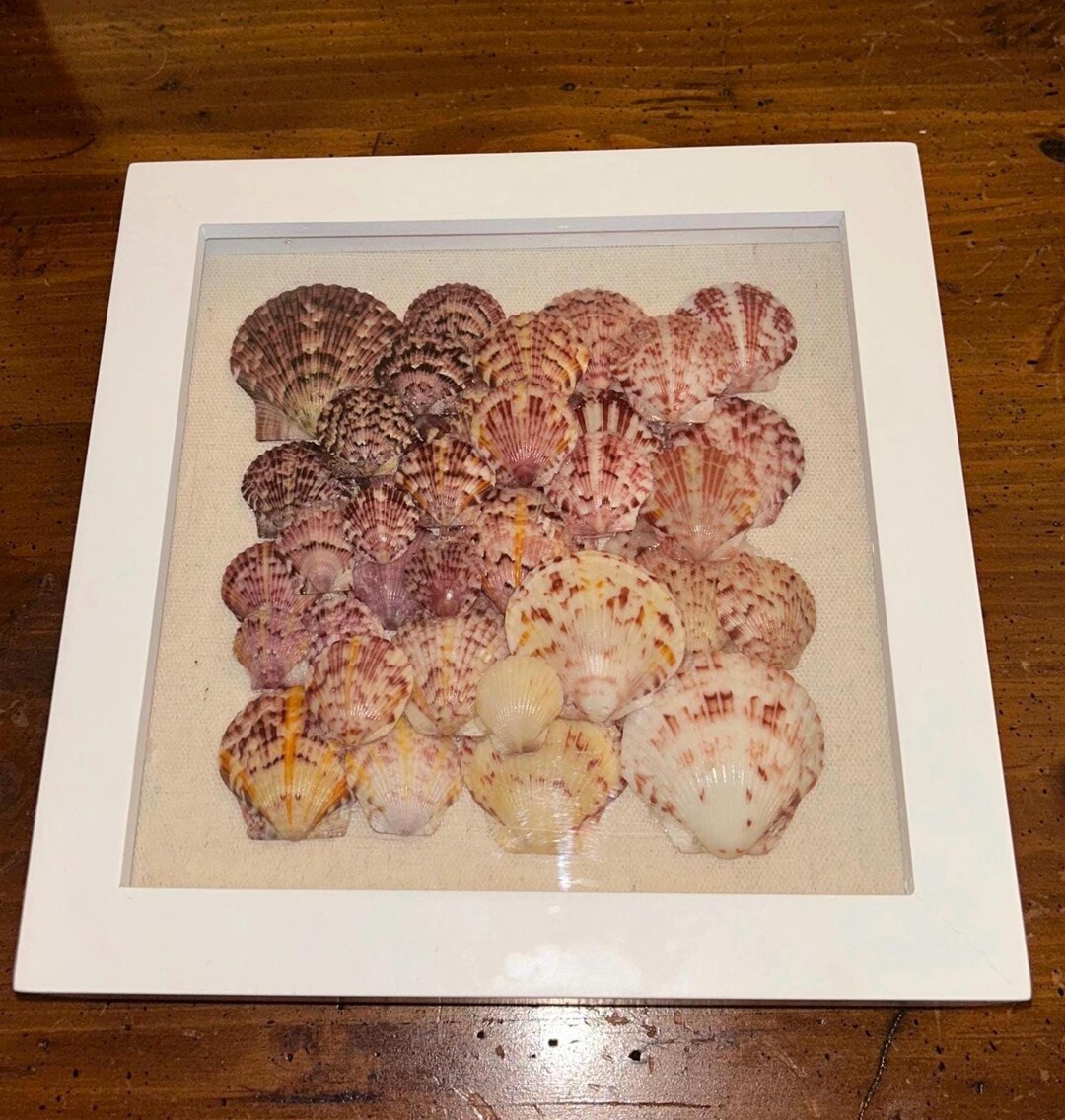 Pink Scallop Shell Mosaic Art: Florida Gulf Coast Seashells in White ...