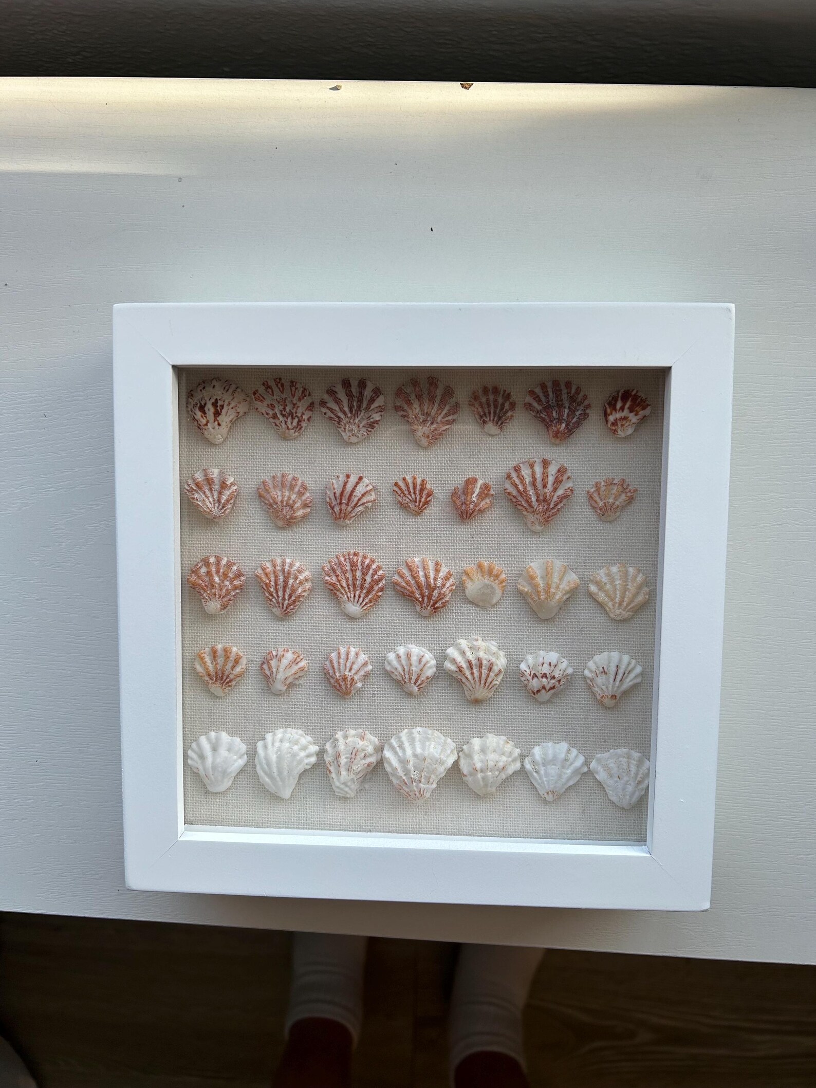 Unique Kitten’s Paw Mosaic From Florida Gulf Coast Seashells in White ...