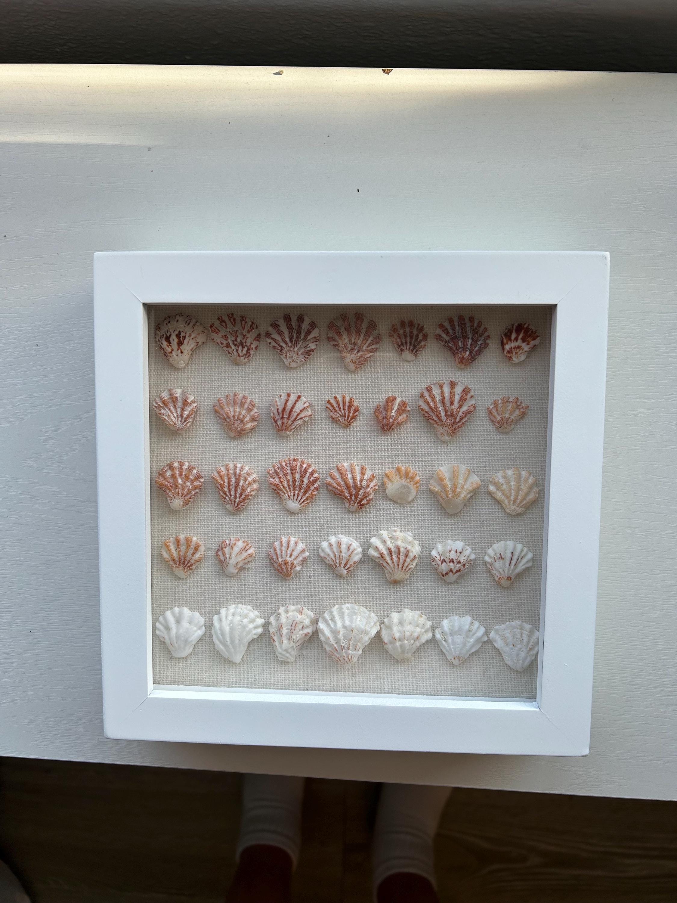 Unique Kitten’s Paw Mosaic From Florida Gulf Coast Seashells in White ...