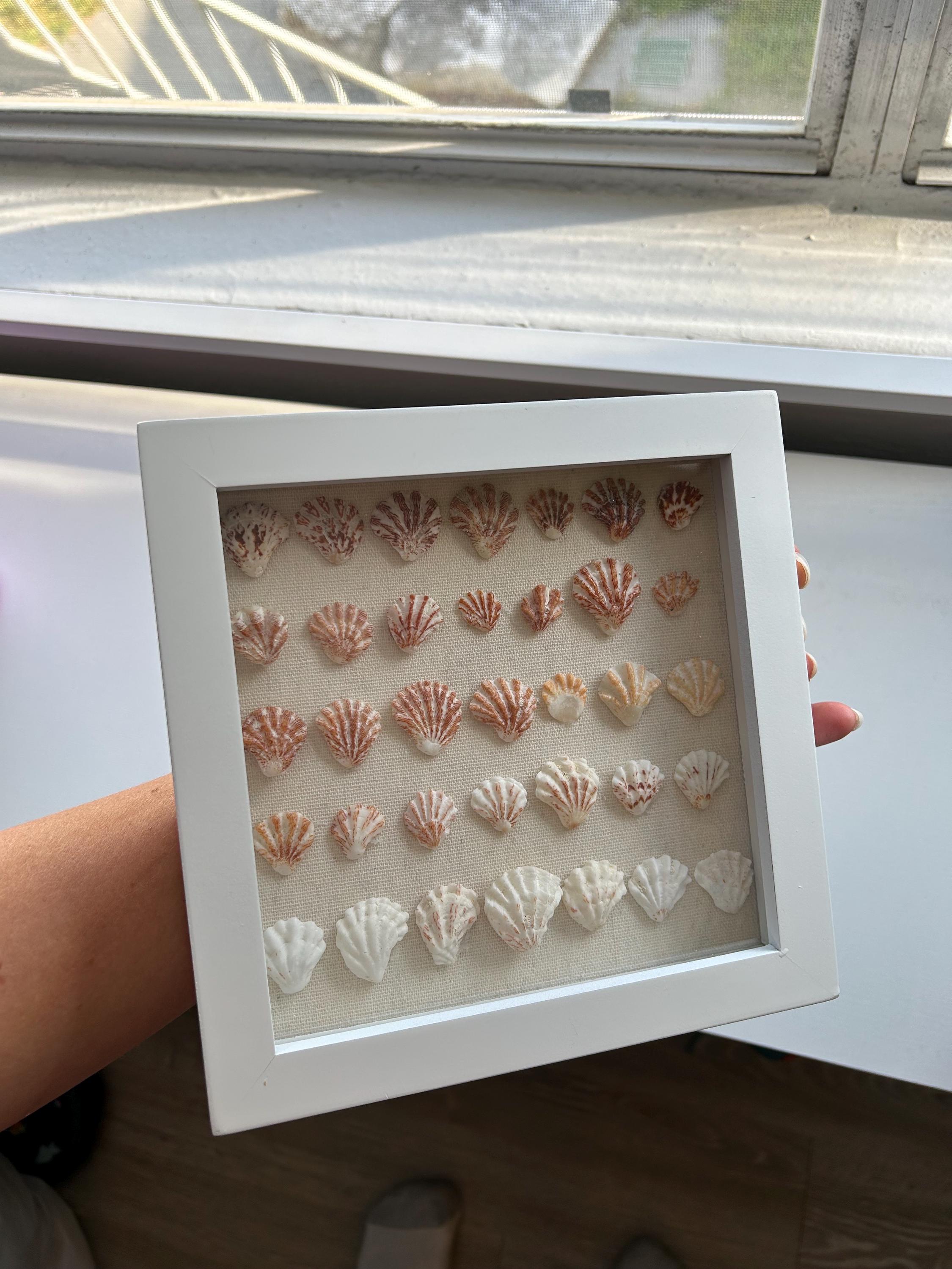 Unique Kitten’s Paw Mosaic From Florida Gulf Coast Seashells in White ...