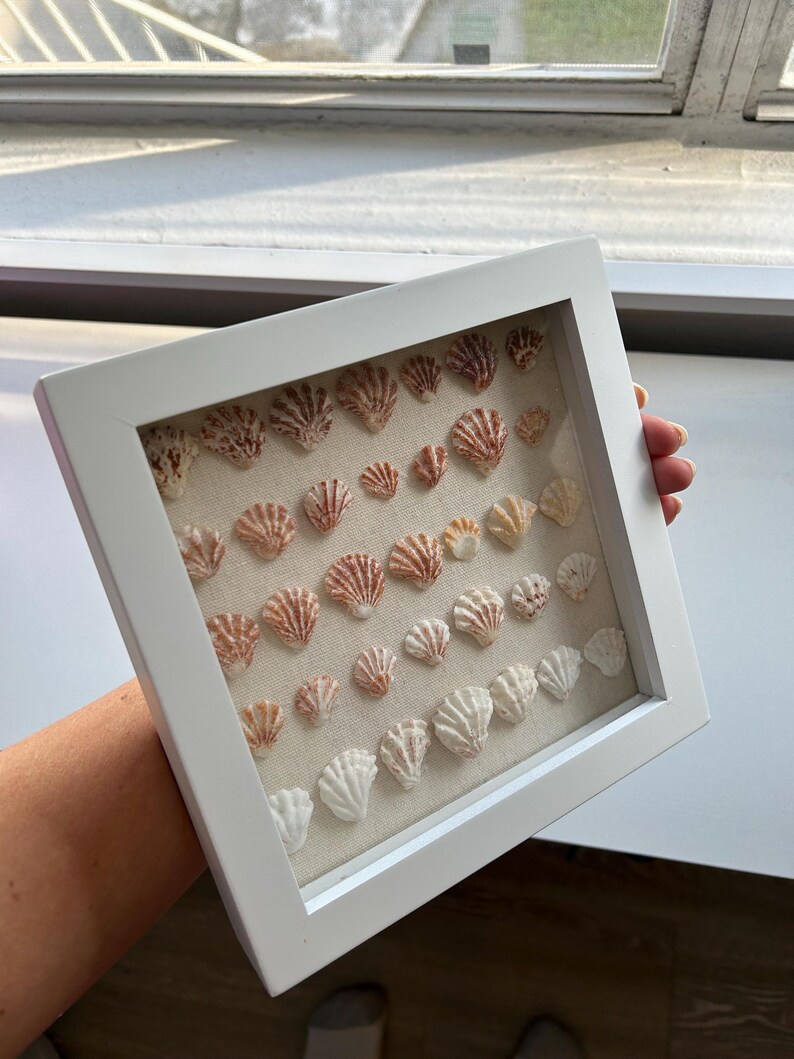 Unique Kitten’s Paw Mosaic From Florida Gulf Coast Seashells in White ...