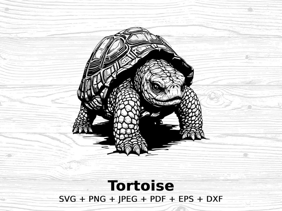 Tortoise Illustration, Turtle Clipart Instant Digital Download, Svg Png ...