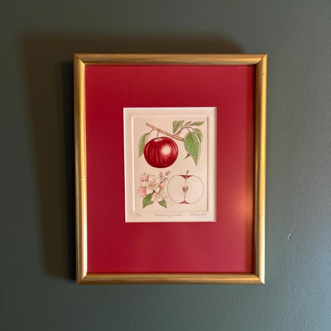 Vintage Framed Apple, Malus Pumila, Botanical Etching, Artist Anne ...