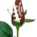 Football Rose - Etsy