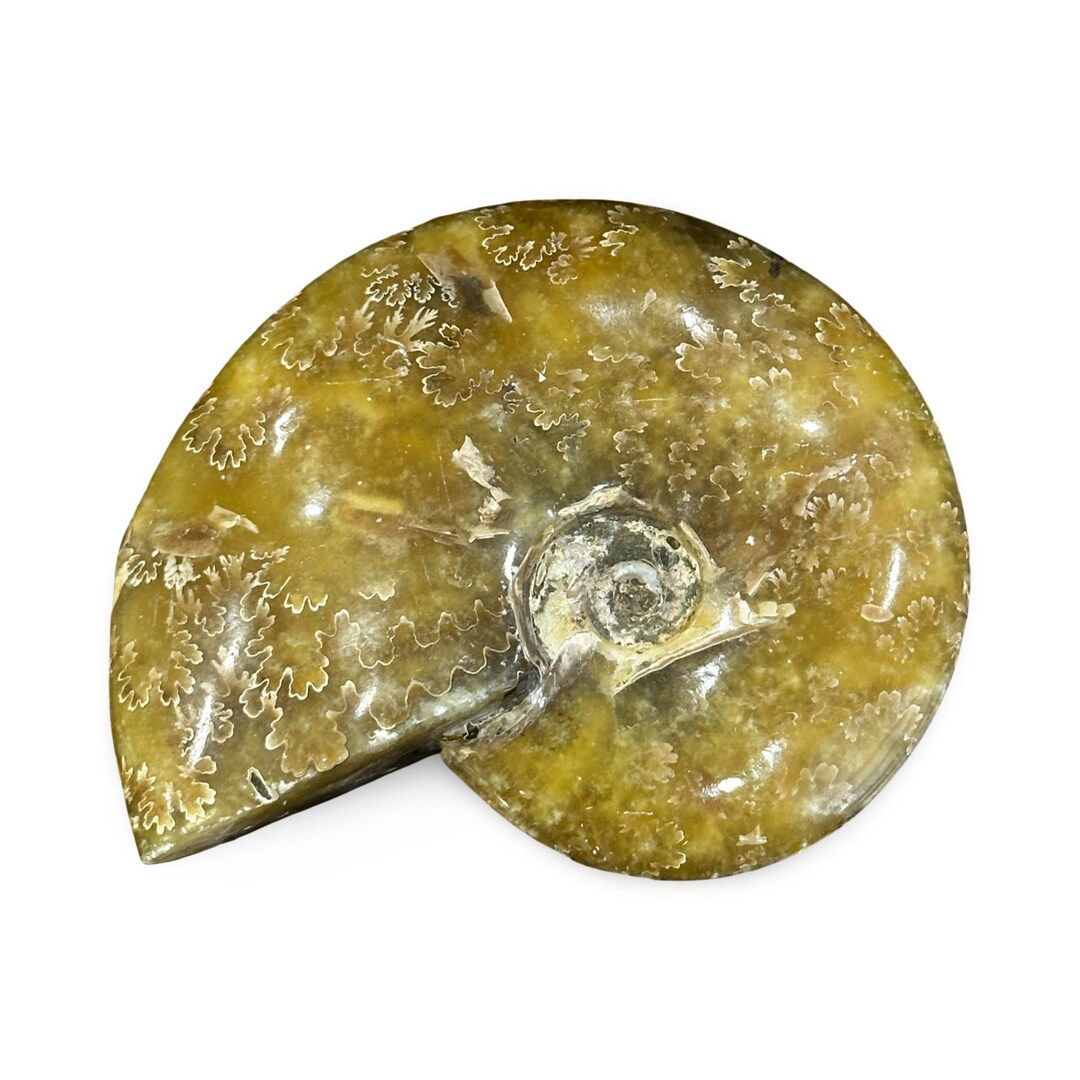 Polished Ammonite Fossil: Madagascar Origin, Natural History Decor ...
