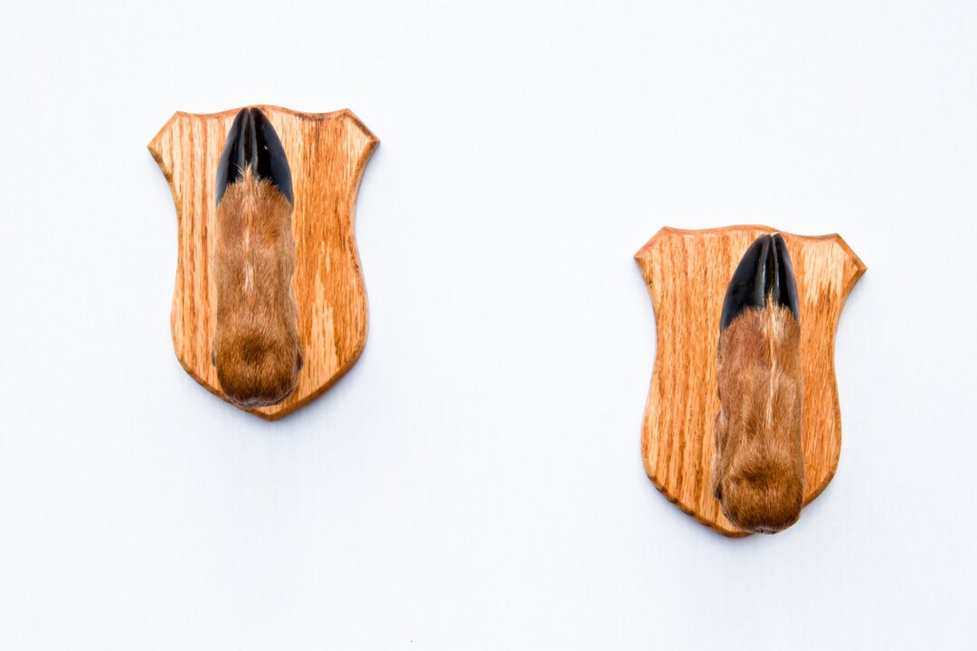Taxidermy Deer Hoof Foot Feet Gun Rack on Beautifully Finished Oak ...