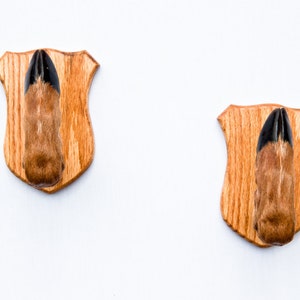 Taxidermy Deer Hoof Foot Feet Gun Rack on Beautifully Finished Oak ...