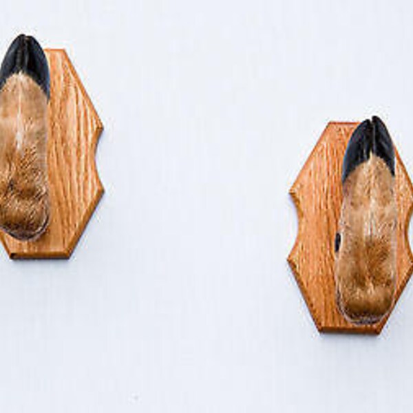 Deer Hoof - Etsy