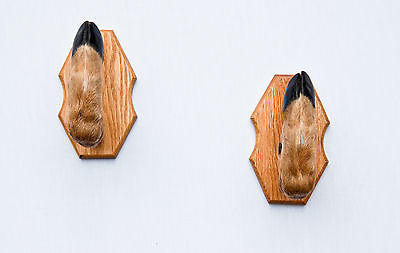Taxidermy Deer Hoof Foot Feet Gun Rack on Beautifully Finished Oak ...