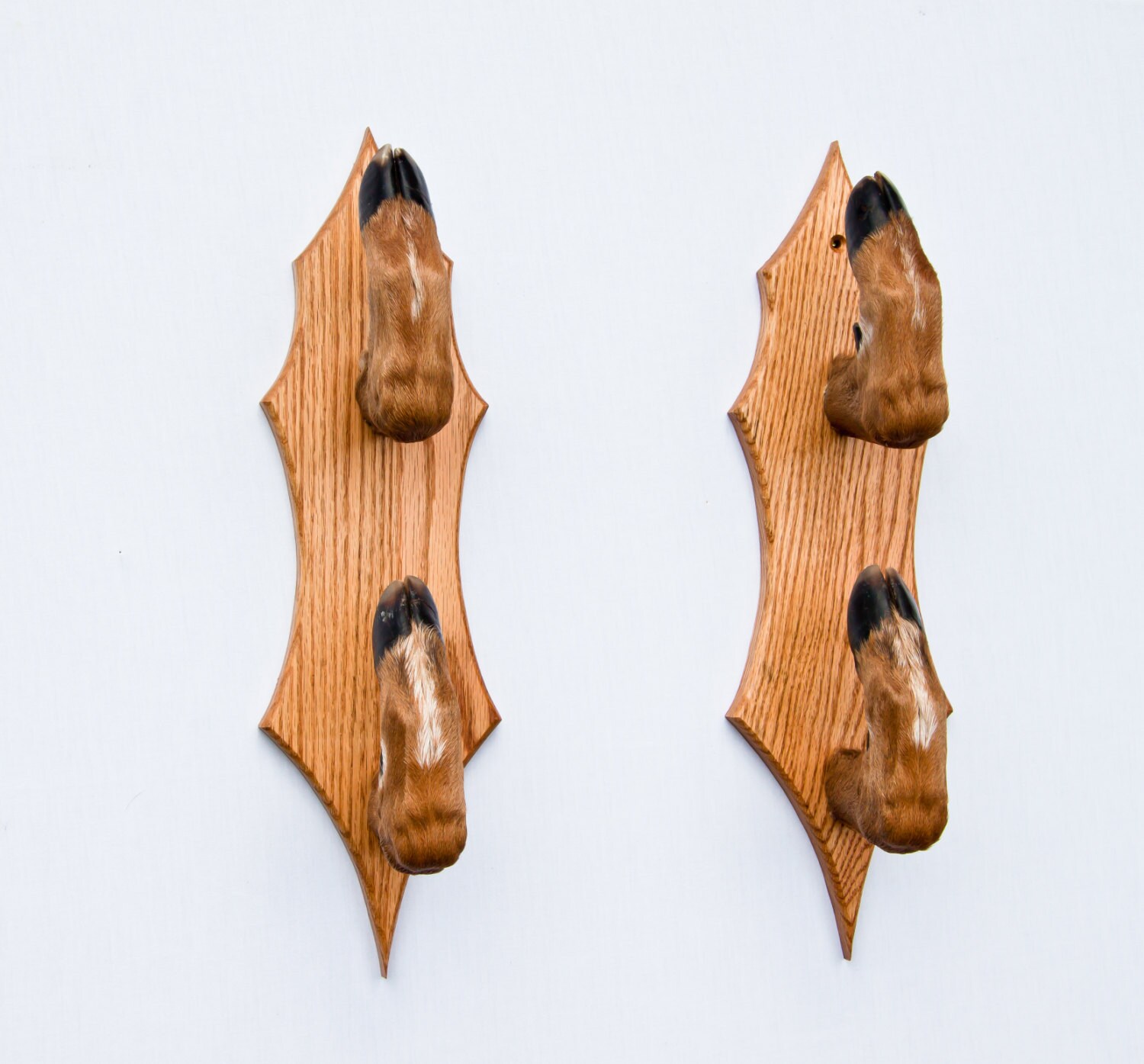 Taxidermy Deer Hoof Foot Feet Double Gun Rack on Beautiful Oak Plaques ...