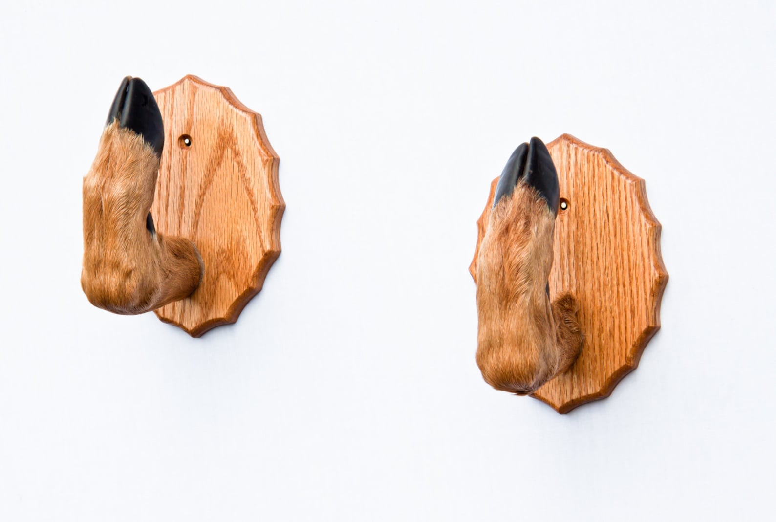 Taxidermy Deer Hoof Foot Feet Gun Rack on Beautifully Finished Oak ...