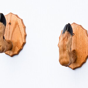 Taxidermy Deer Hoof Foot Feet Gun Rack on Beautifully Finished Oak ...