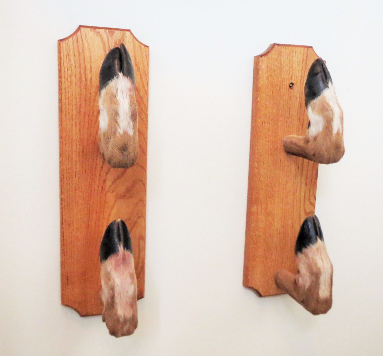 Taxidermy Deer Hoof Foot Feet Double Gun Rack on Beautiful Oak Plaques ...