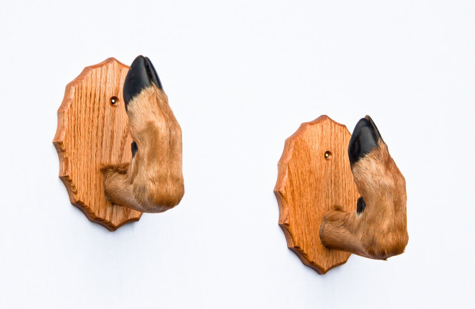 Taxidermy Deer Hoof Foot Feet Gun Rack on Beautifully Finished Oak ...
