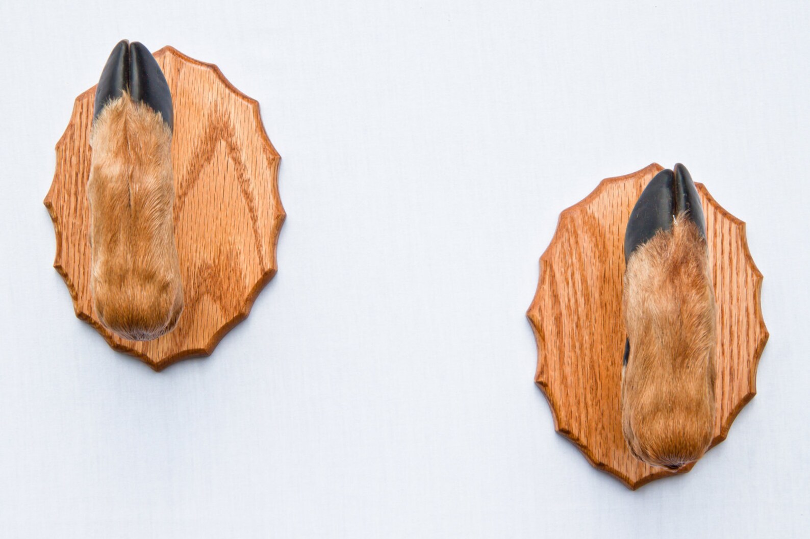 Taxidermy Deer Hoof Foot Feet Gun Rack on Beautifully Finished Oak ...