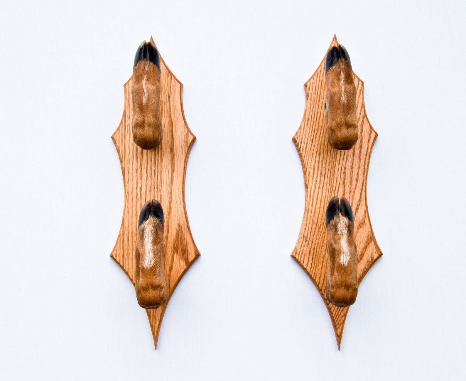 Taxidermy Deer Hoof Foot Feet Double Gun Rack on Beautiful Oak Plaques ...