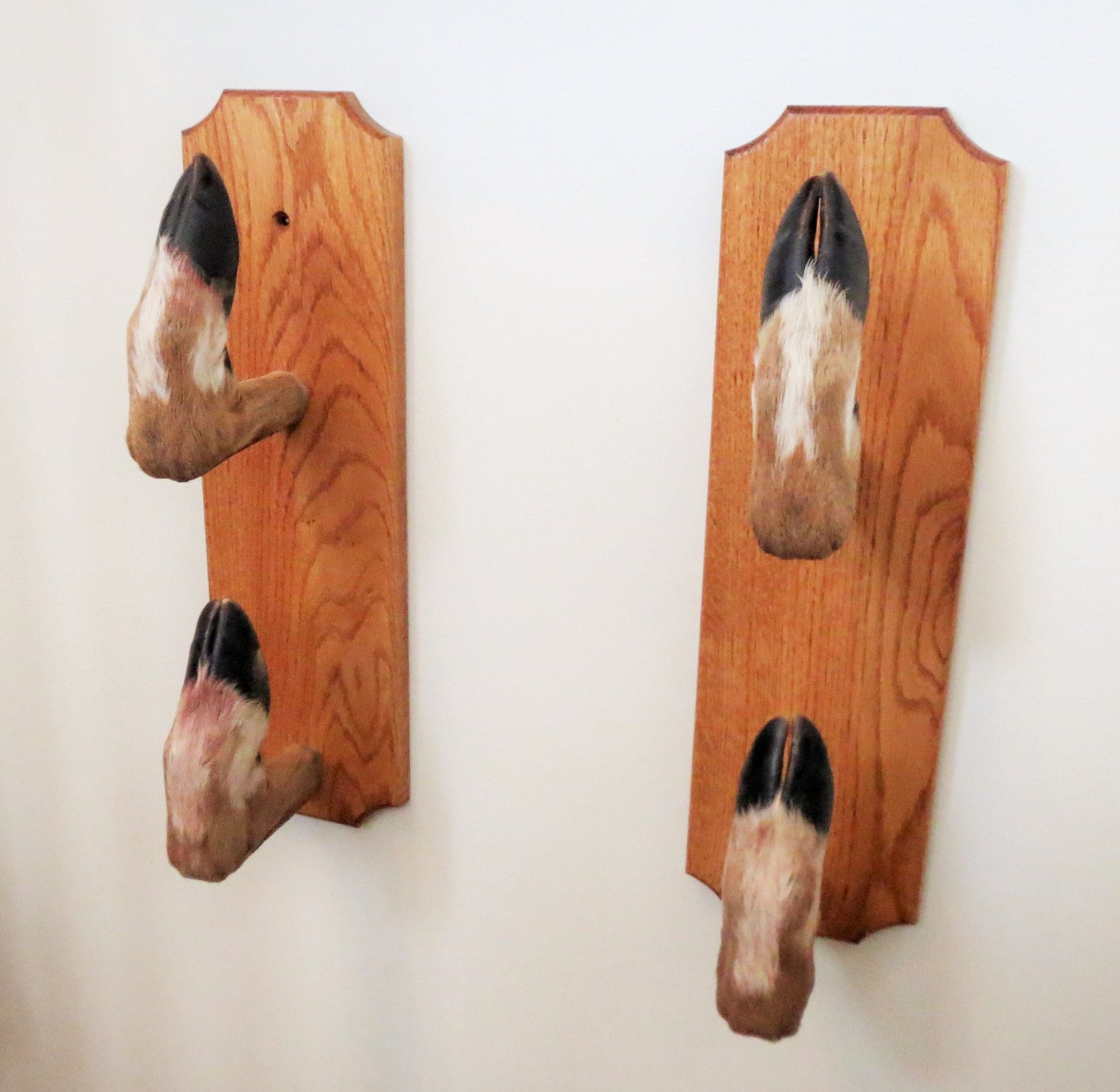 Taxidermy Deer Hoof Foot Feet Double Gun Rack on Beautiful Oak Plaques ...