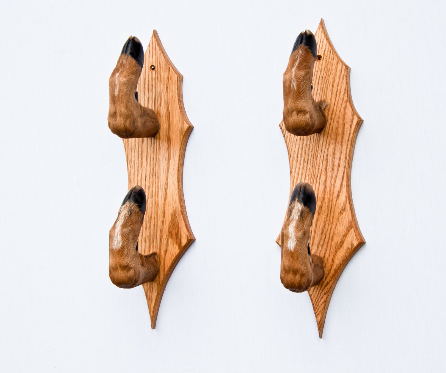 Taxidermy Deer Hoof Foot Feet Double Gun Rack on Beautiful Oak Plaques ...