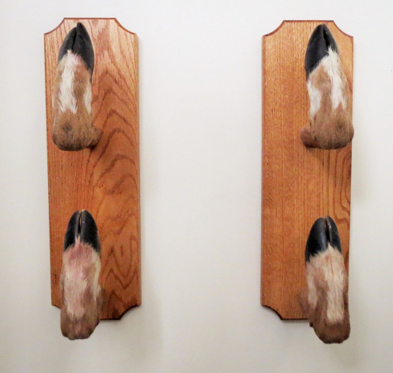 Taxidermy Deer Hoof Foot Feet Double Gun Rack on Beautiful Oak Plaques ...