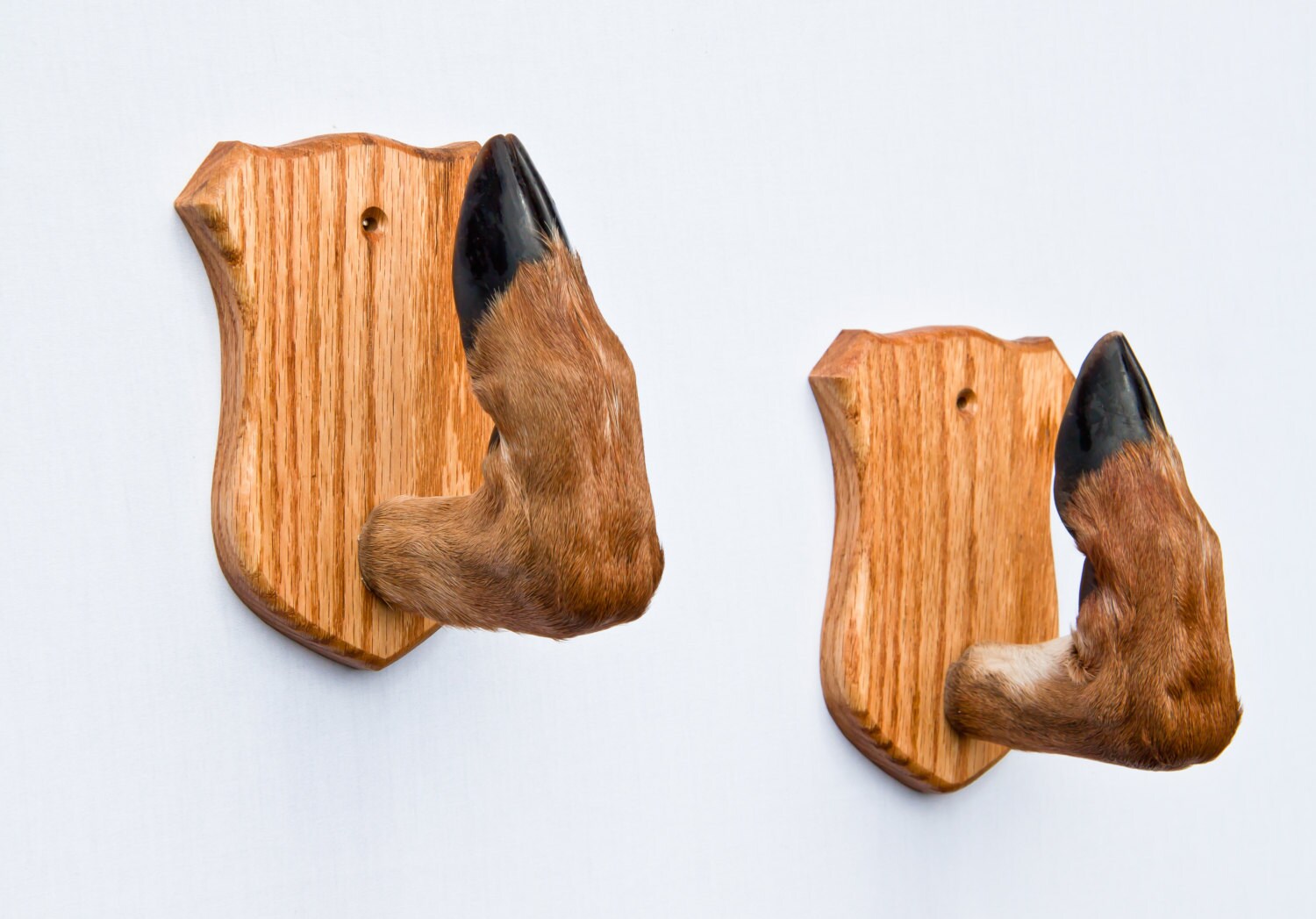 Taxidermy Deer Hoof Foot Feet Gun Rack on Beautifully Finished Oak ...