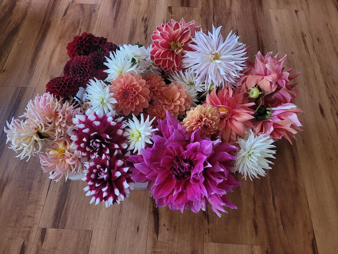 Surprise Dahlia Tubers Mix | Rare Unique Dahlia Bulbs | Flower Garden ...