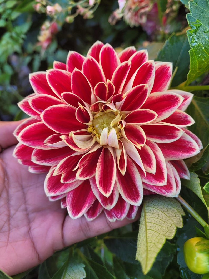 Surprise Dahlia Tubers Mix | Rare Unique Dahlia Bulbs | Flower Garden ...