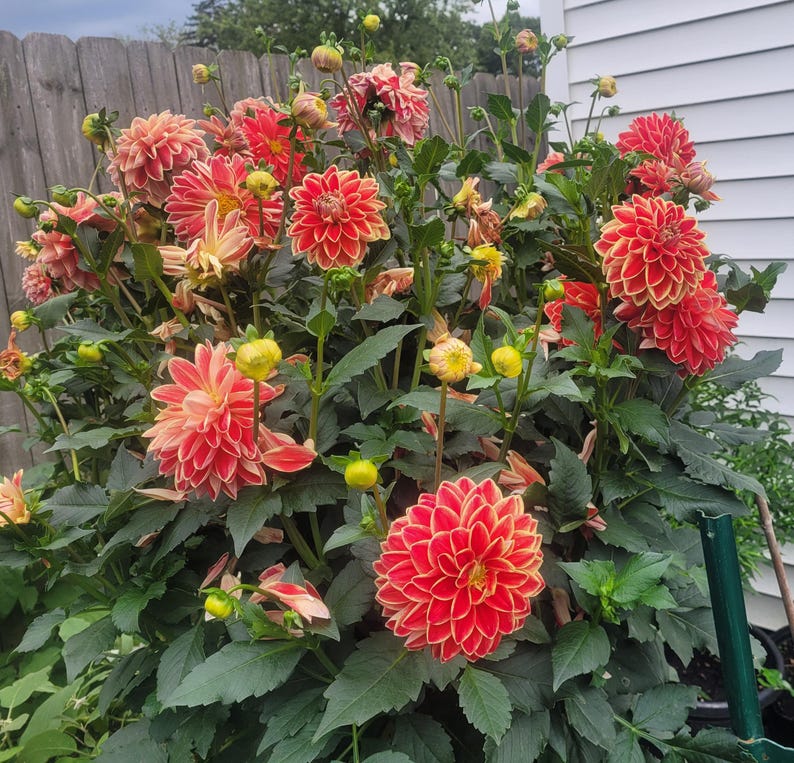 Surprise Dahlia Tubers Mix | Rare Unique Dahlia Bulbs | Flower Garden ...