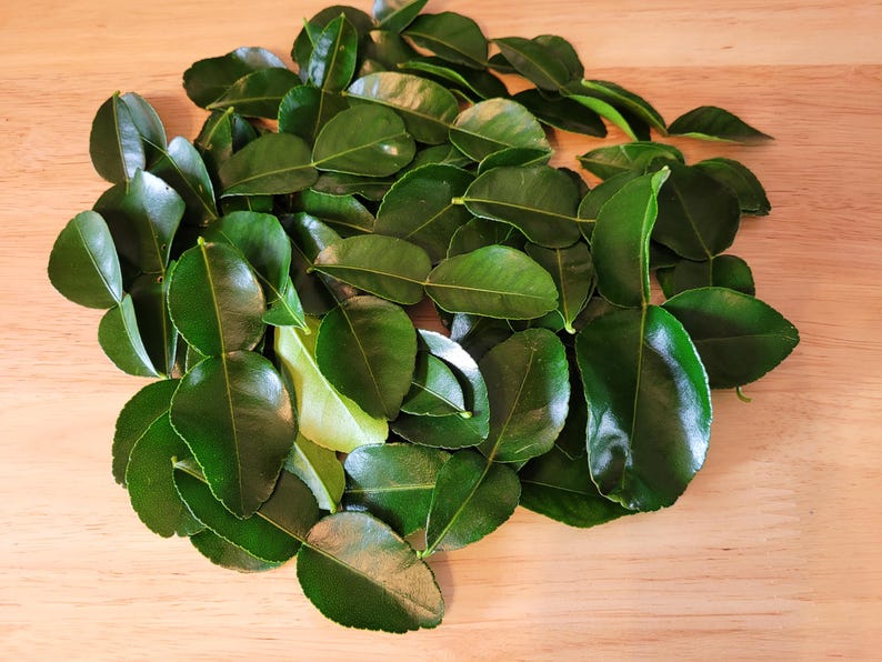 Fresh Organic Kaffir Lime Leaves 20,30,40,50 Leaves Hand Picked Thai ...