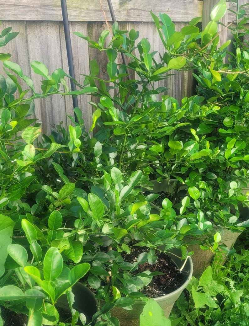 Fresh Organic Kaffir Lime Leaves 20,30,40,50 Leaves Hand Picked Thai ...