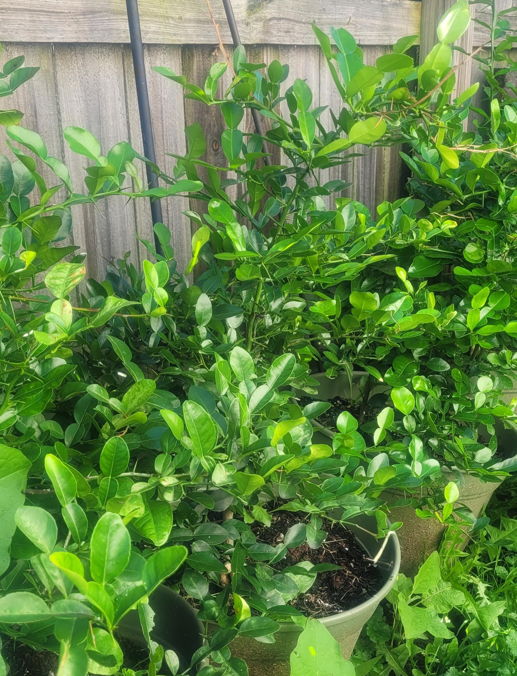 Fresh Organic Kaffir Lime Leaves 20,30,40,50 Leaves Hand Picked Thai ...