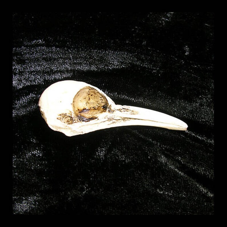 Flicker Realistic Bird Skull Replica Catalyst Studios Exclusive for ...
