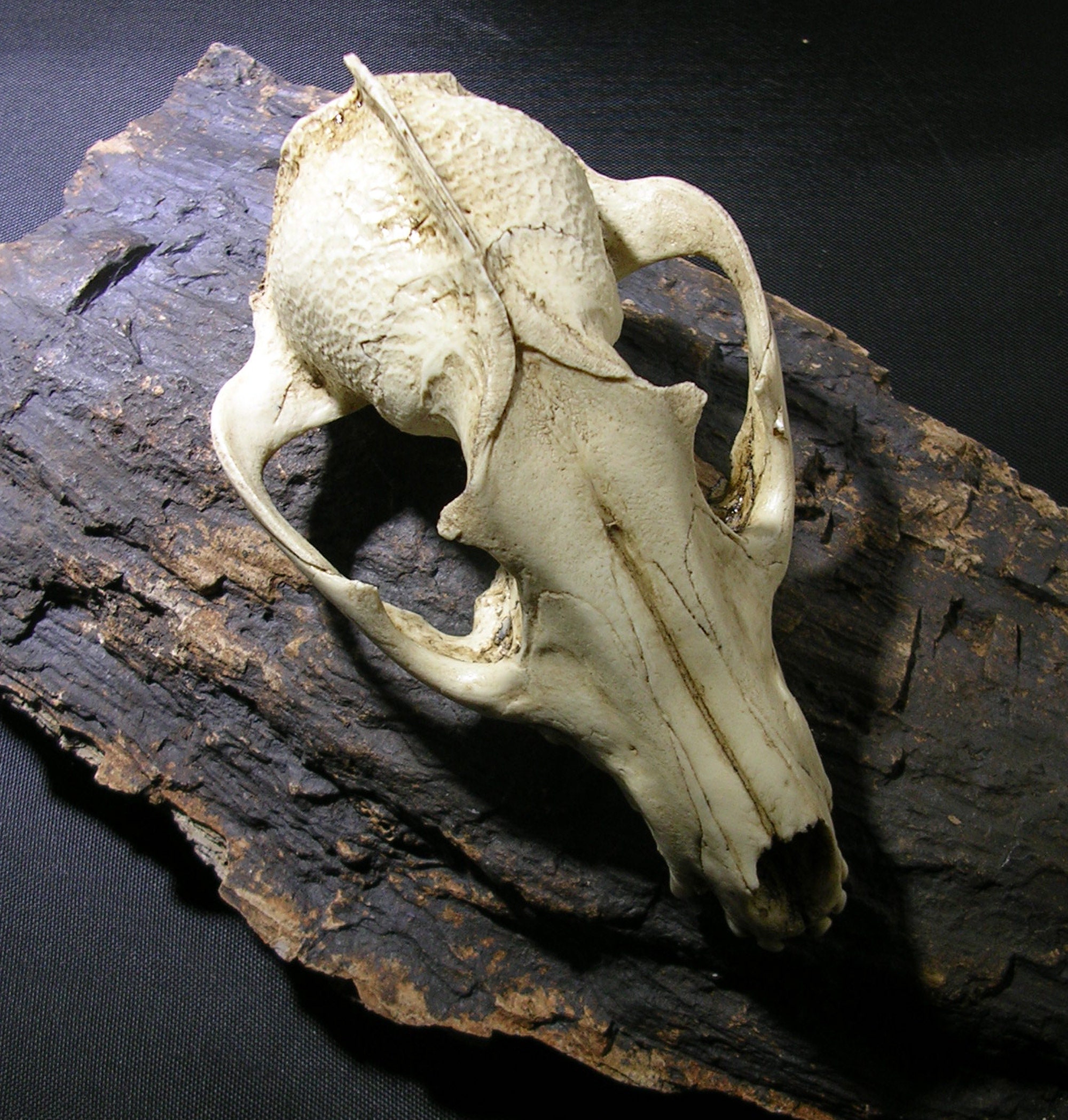 Wolf Skull Top View
