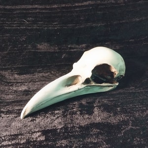 Raven Skull Replica Catalyst Studios Exclusive for Display Costume ...