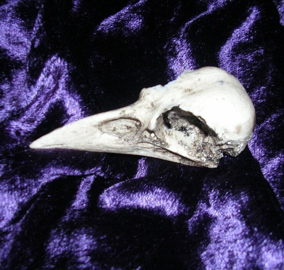 Crow Skull Realistic Resin Replica - Etsy