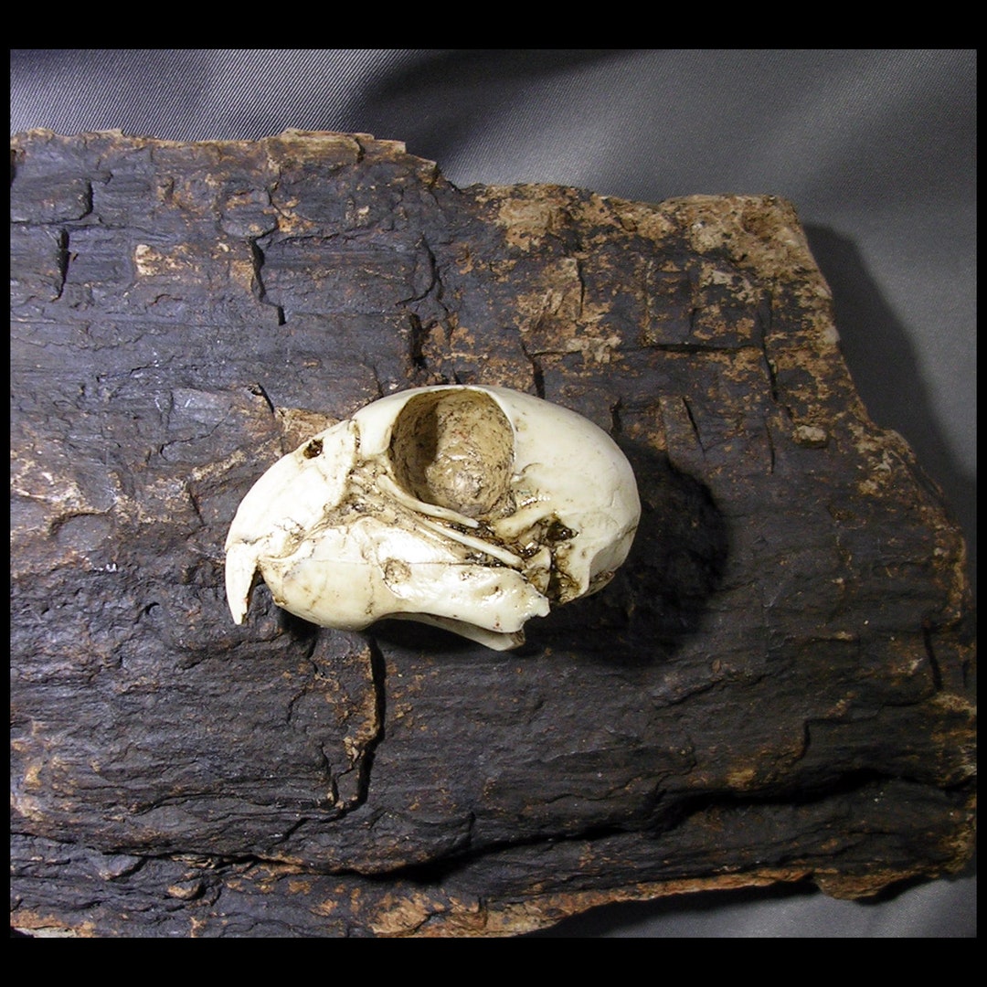 Parrot Realistic Bird Skull Replica for Display Costume Teaching - Etsy